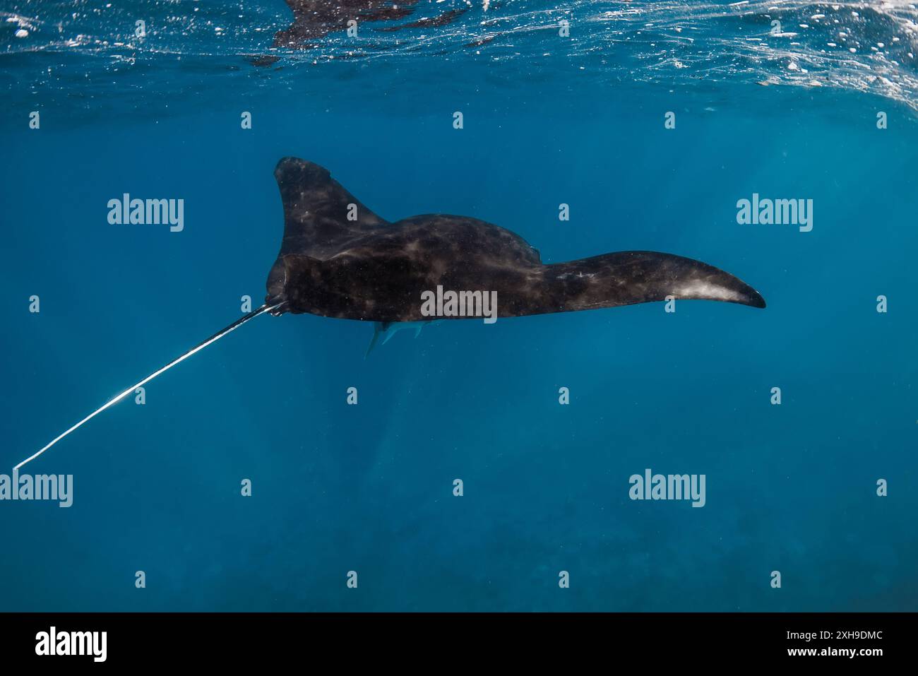 Giant manta ray fish swims in ocean. Snorkeling with sting ray fish in ...