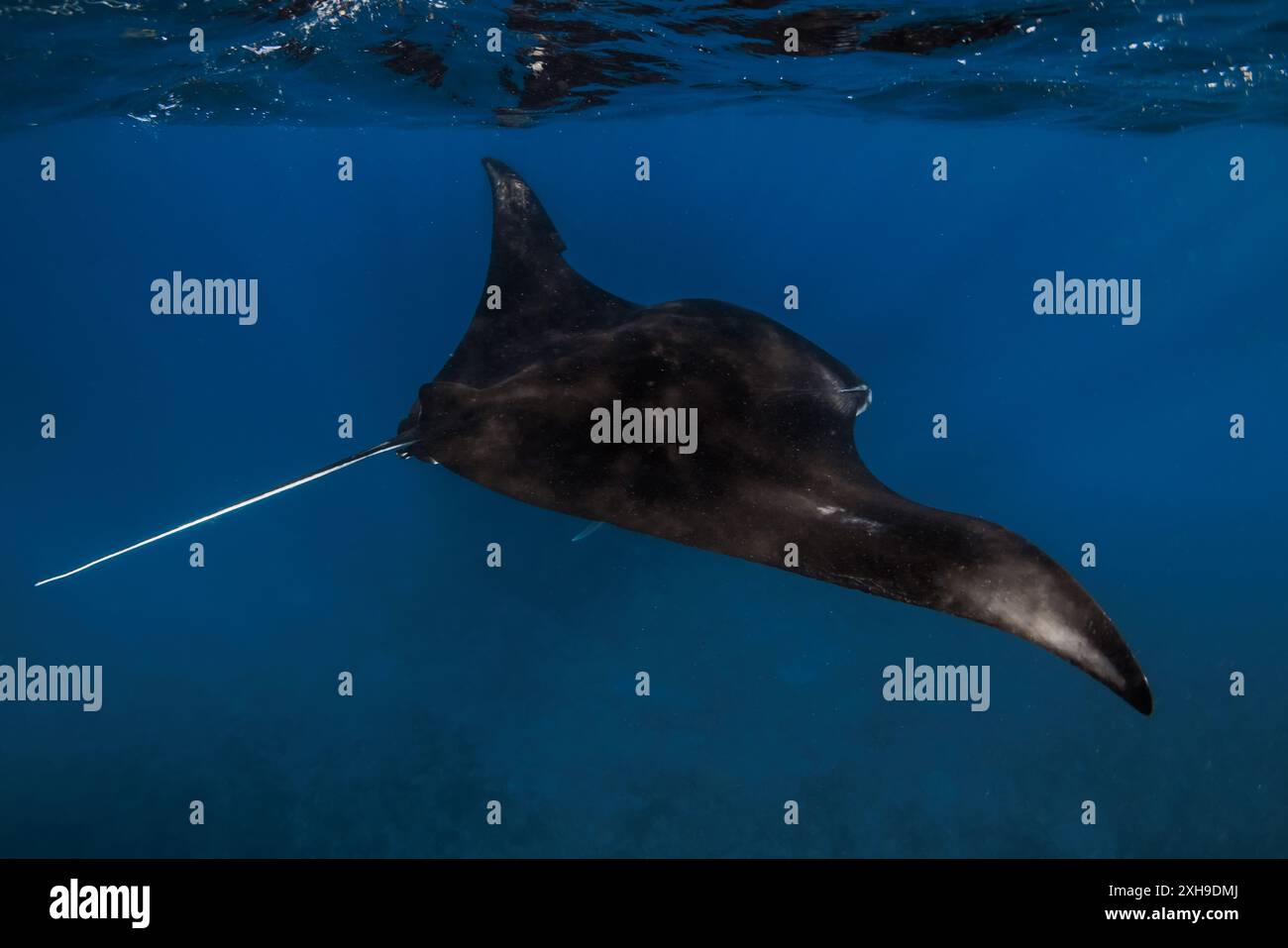 Giant manta rays australia hi-res stock photography and images - Alamy