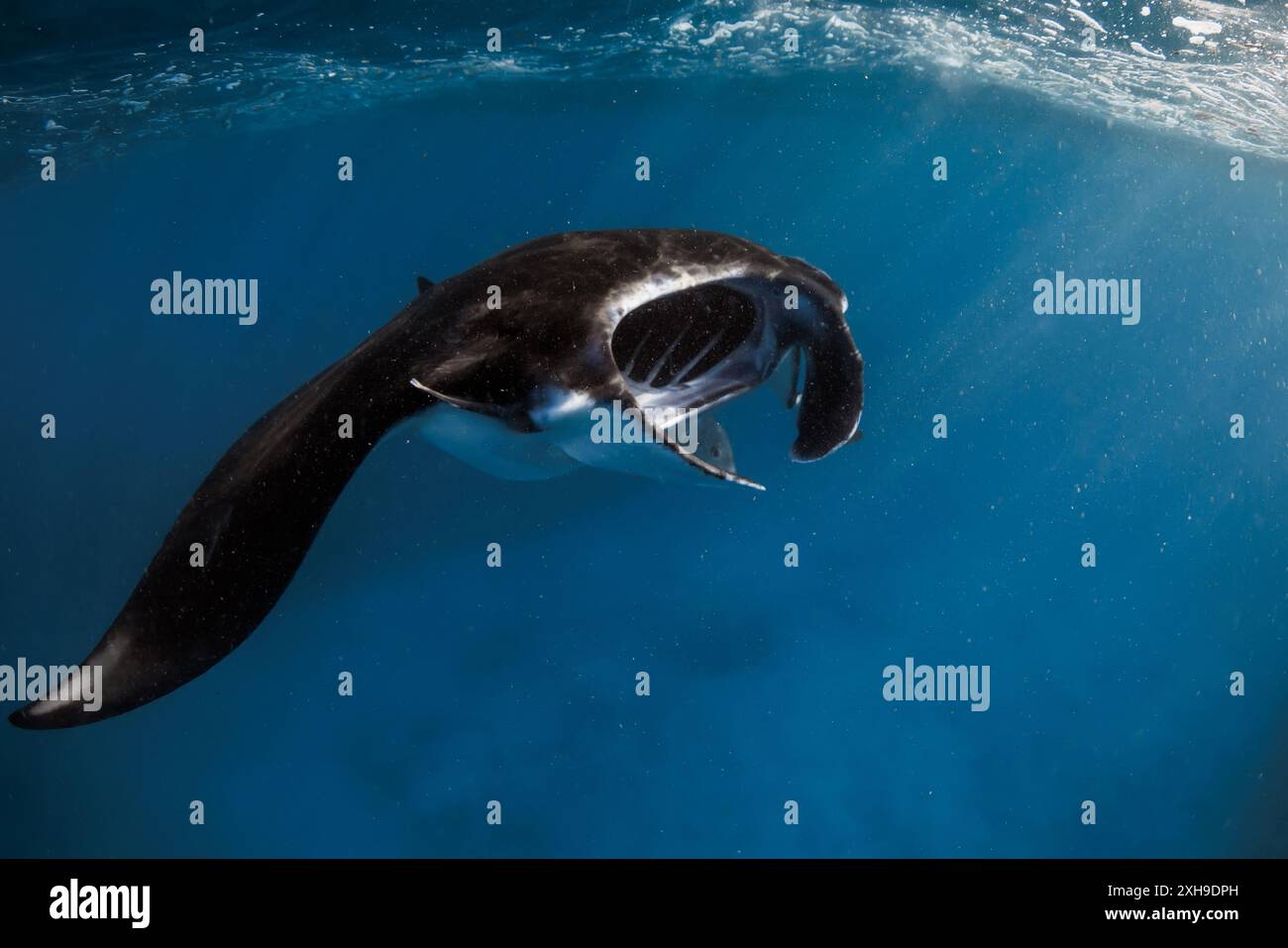 Giant manta rays australia hi-res stock photography and images - Alamy