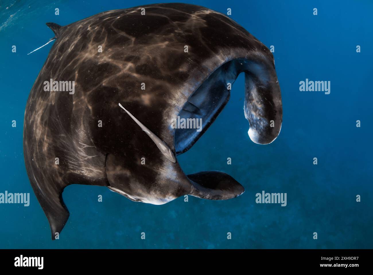 Close up view of giant manta ray fish. Big sting ray in blue ocean ...