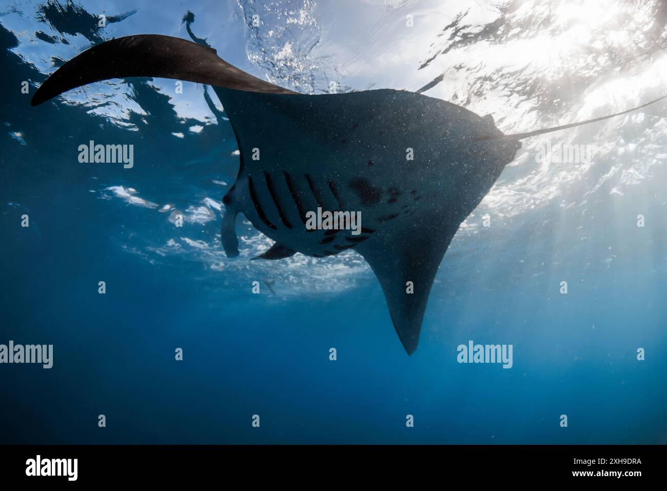Manta ray fish swims underwater. Big fish in tropical blue sea Stock ...