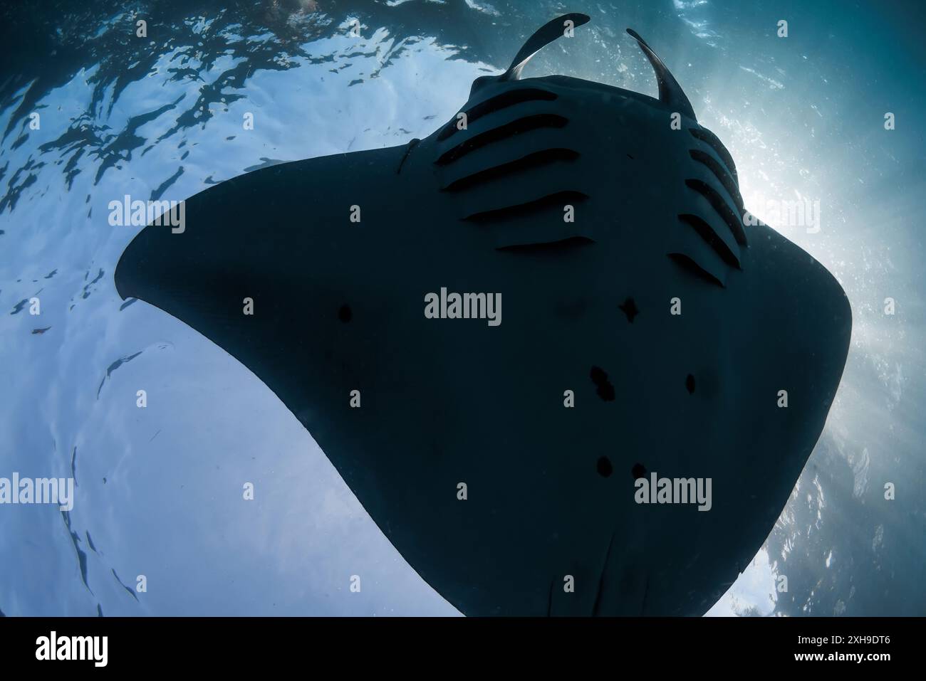 Bottom view of giant manta ray fish. Sting ray underwater in blue ocean ...