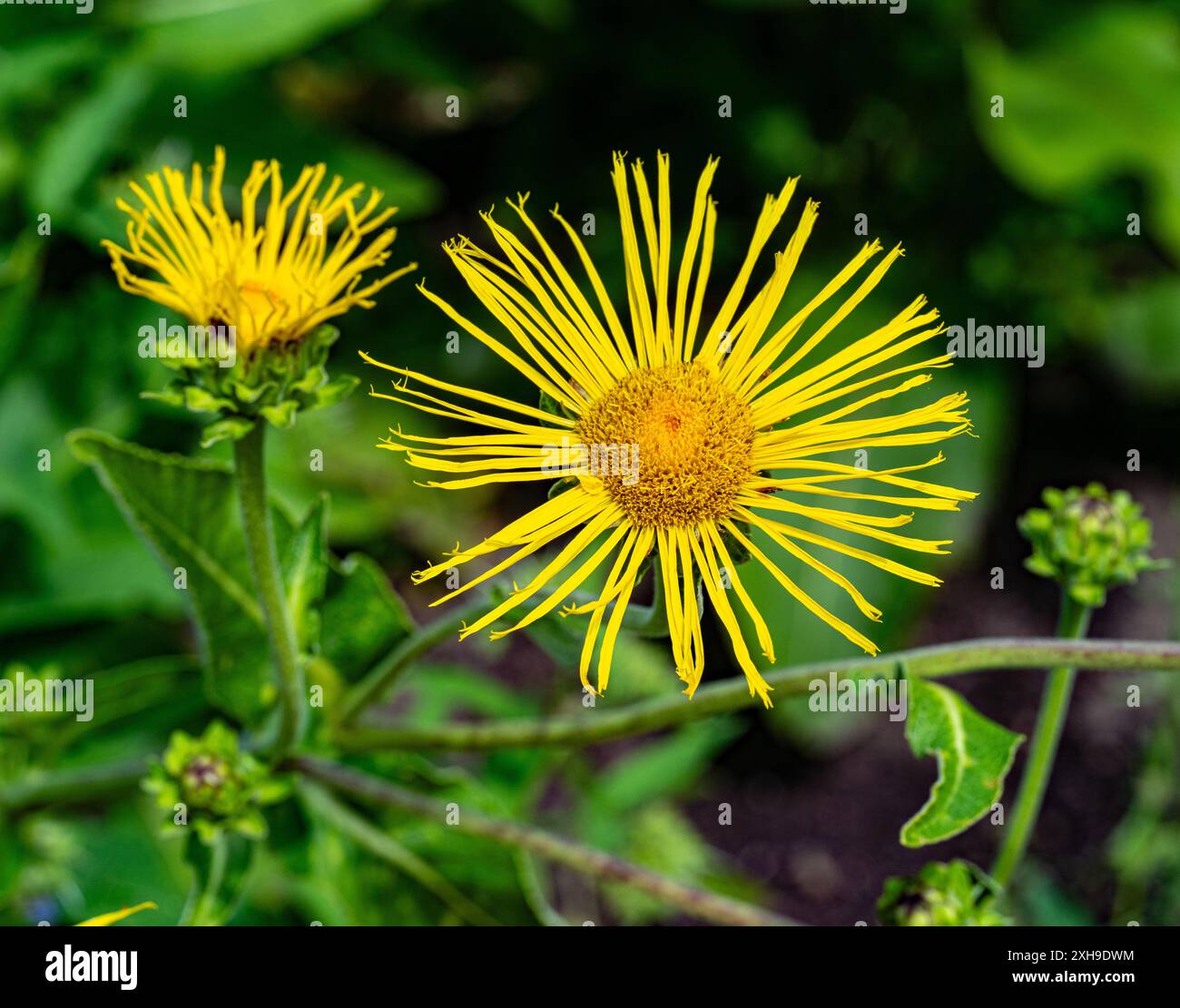 Elf dock inula helenium hi-res stock photography and images - Alamy