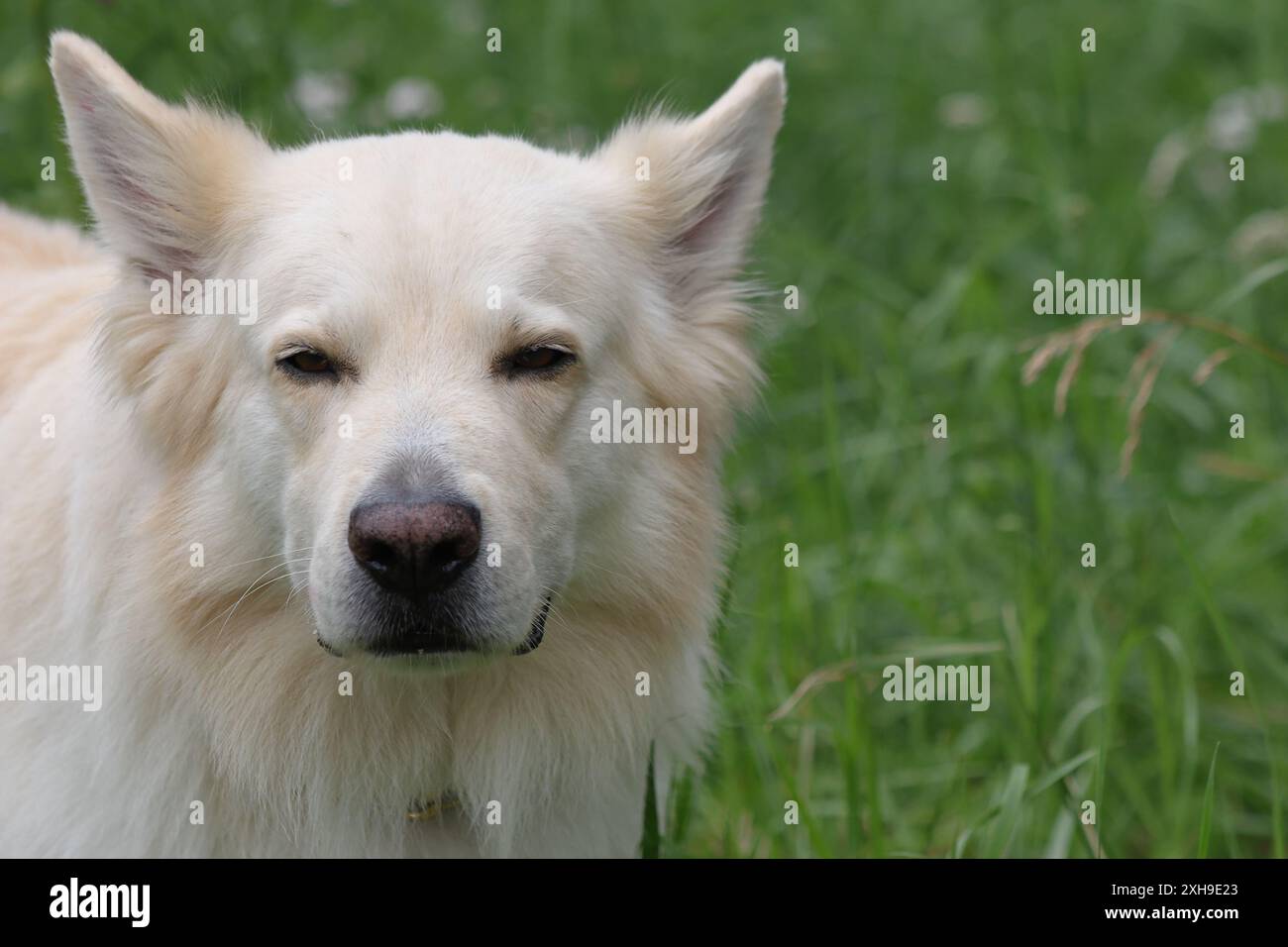 White swiss shepherd cross hi-res stock photography and images - Alamy