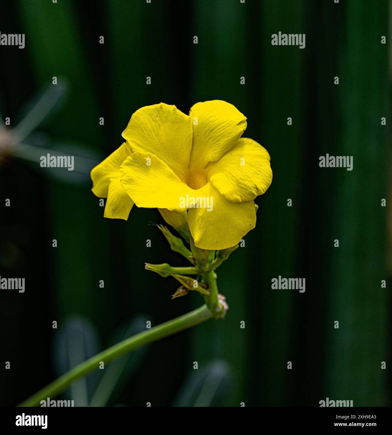 Elephants foot plant (Pachypodium rosulatum) blossom. Botanical Garden ...