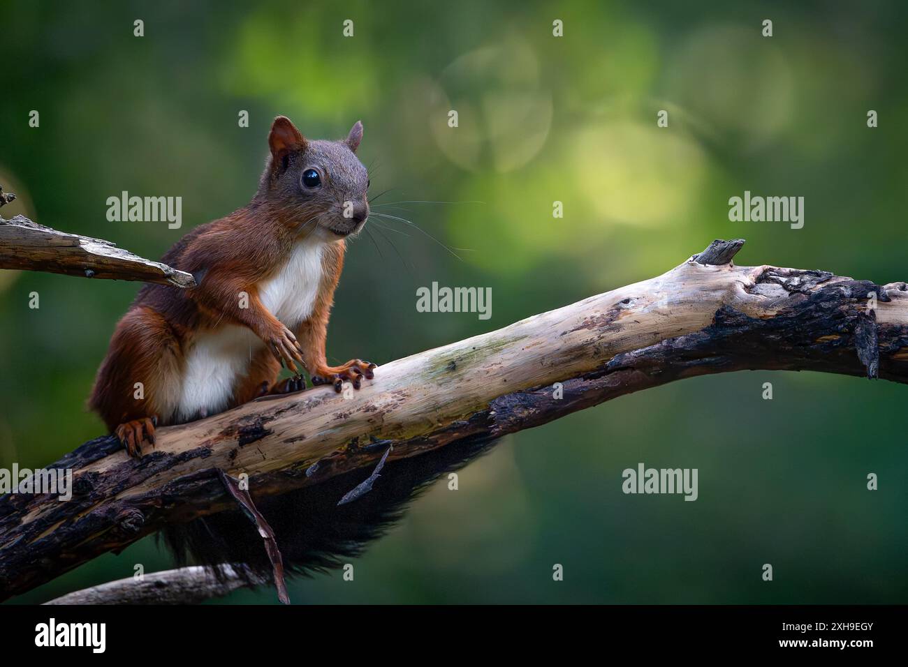Cincia dal ciuffo Stock Photo - Alamy