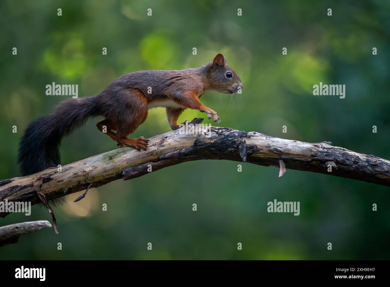 Scoiattolo hi-res stock photography and images - Alamy