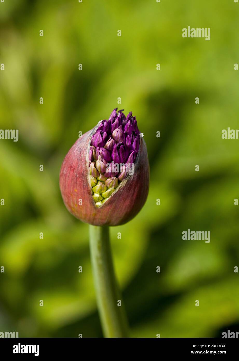 An Allium flower emerging from a bud Stock Photo - Alamy