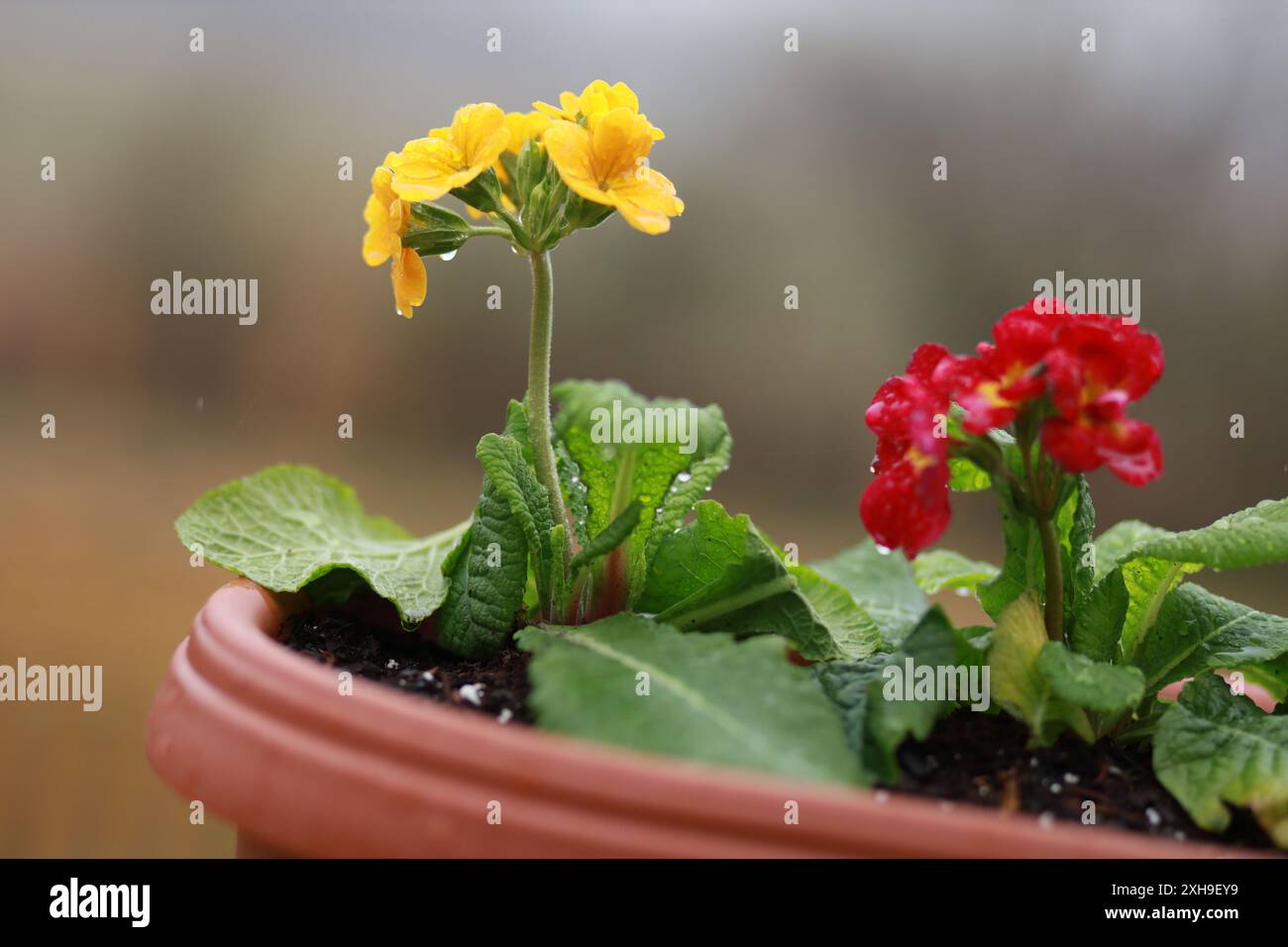 Flowers after rain flower with raindrops hi-res stock photography and ...