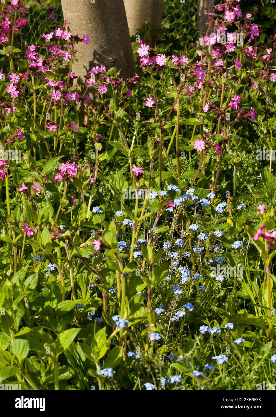 Horticultural habitat hi-res stock photography and images - Alamy