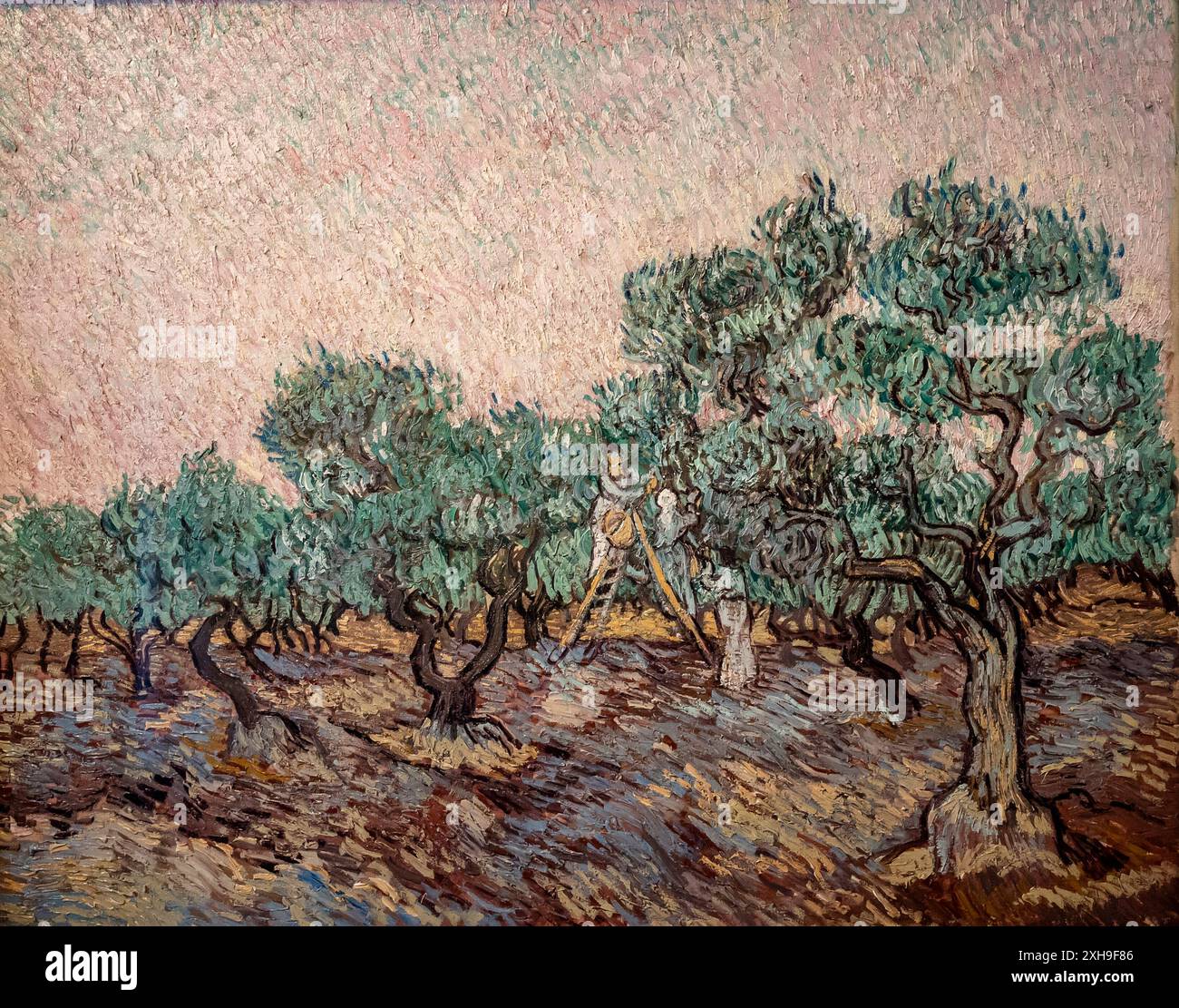 Vincent van Gogh painting 'Olive Picking, 1889, Basil & Elise ...