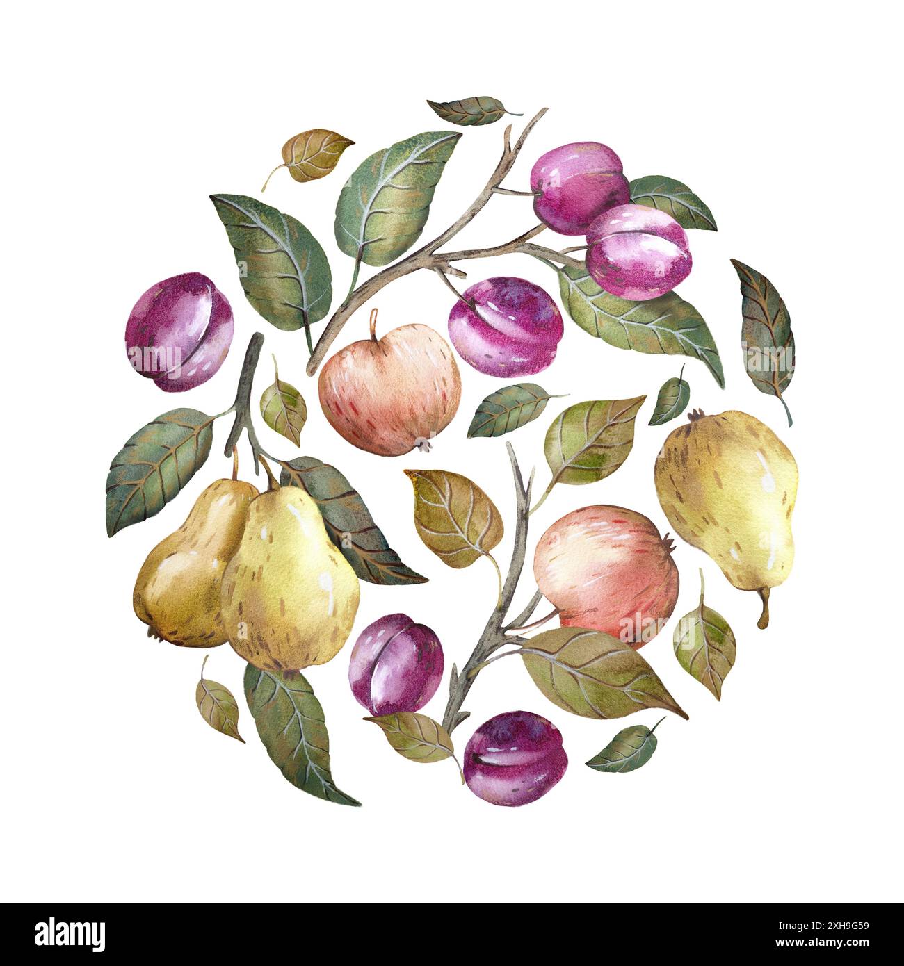 Watercolor round composition with autumn fruits isolated on white ...