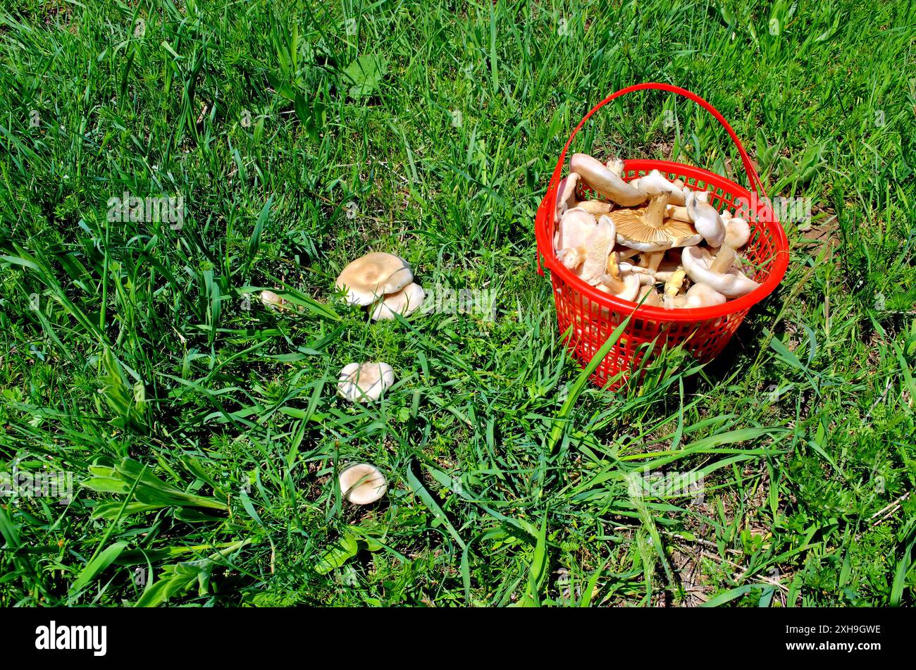 Mushrooms growing on the ground. From Forest Floors to Urban Parks.The ...