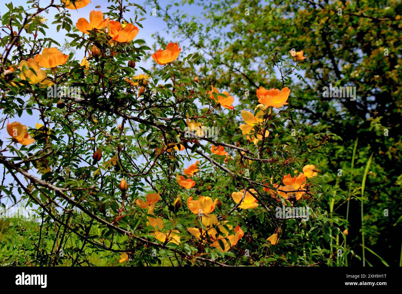 Spring Splendor: Tree with Bold Orange Blooms. Selective sharpening ...