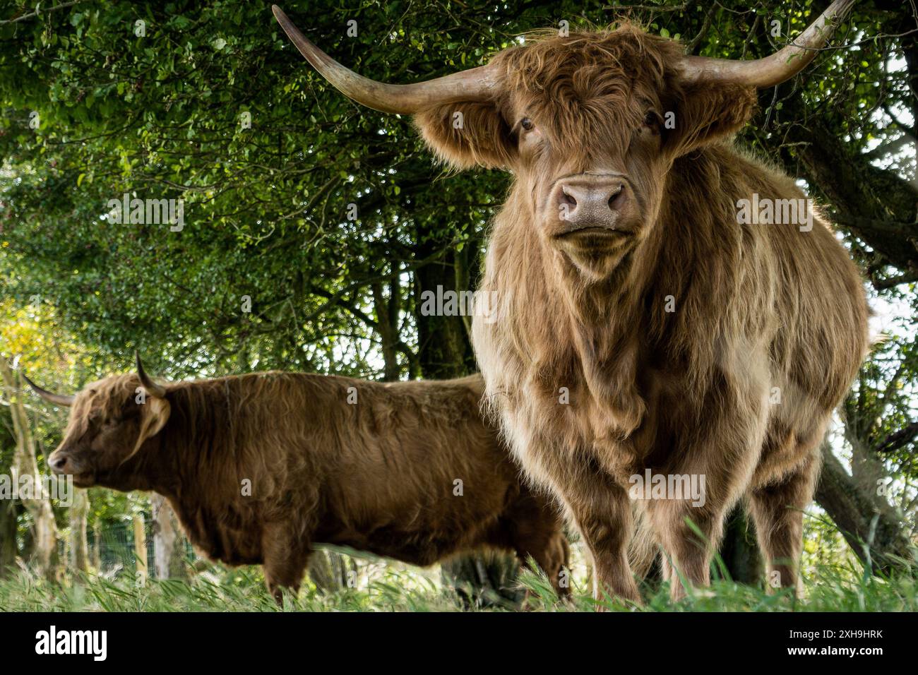 Colready Highland Cows Experience near Farthinghoe in Northamptonshire ...