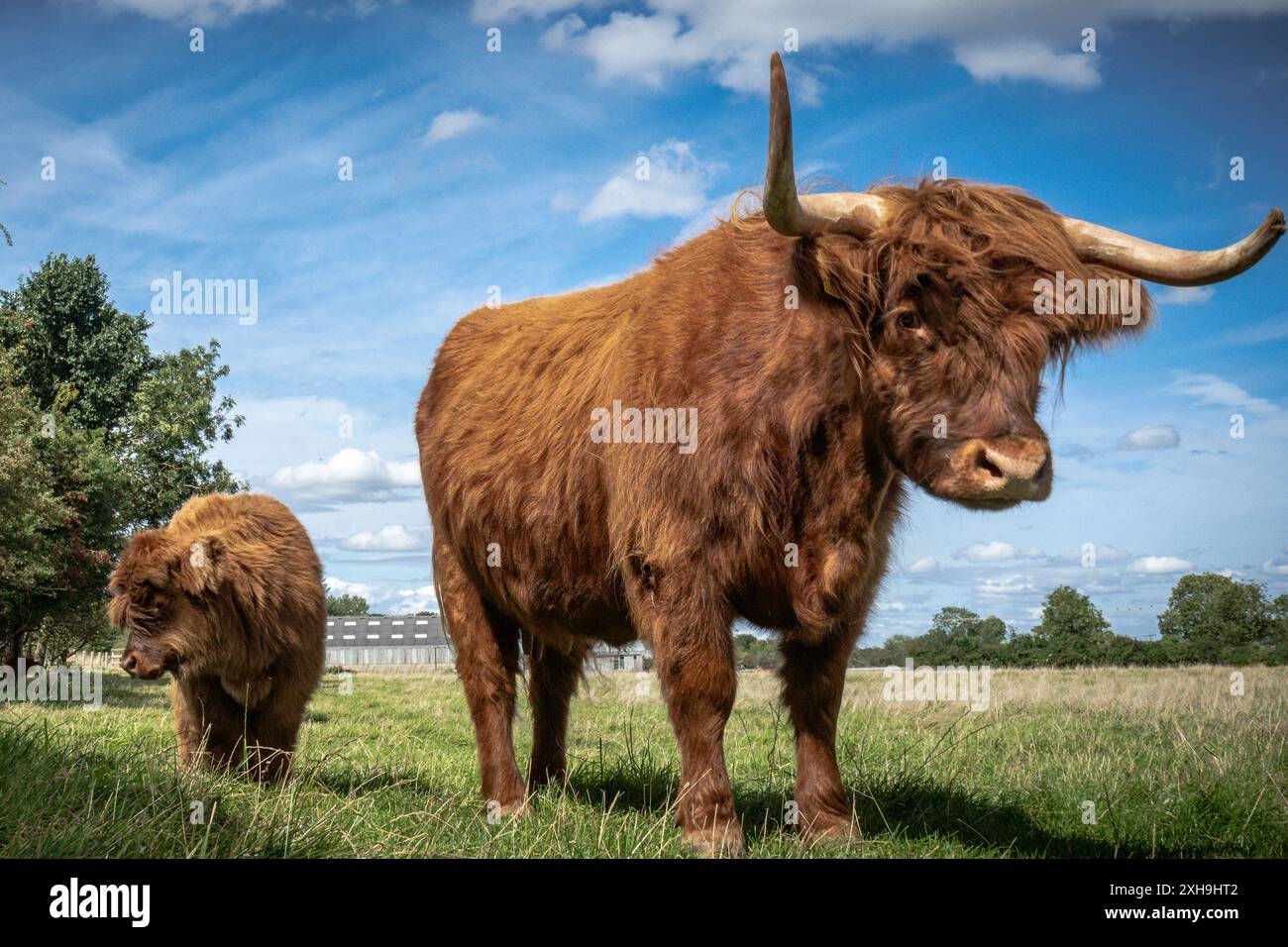 Colready Highland Cows Experience near Farthinghoe in Northamptonshire ...