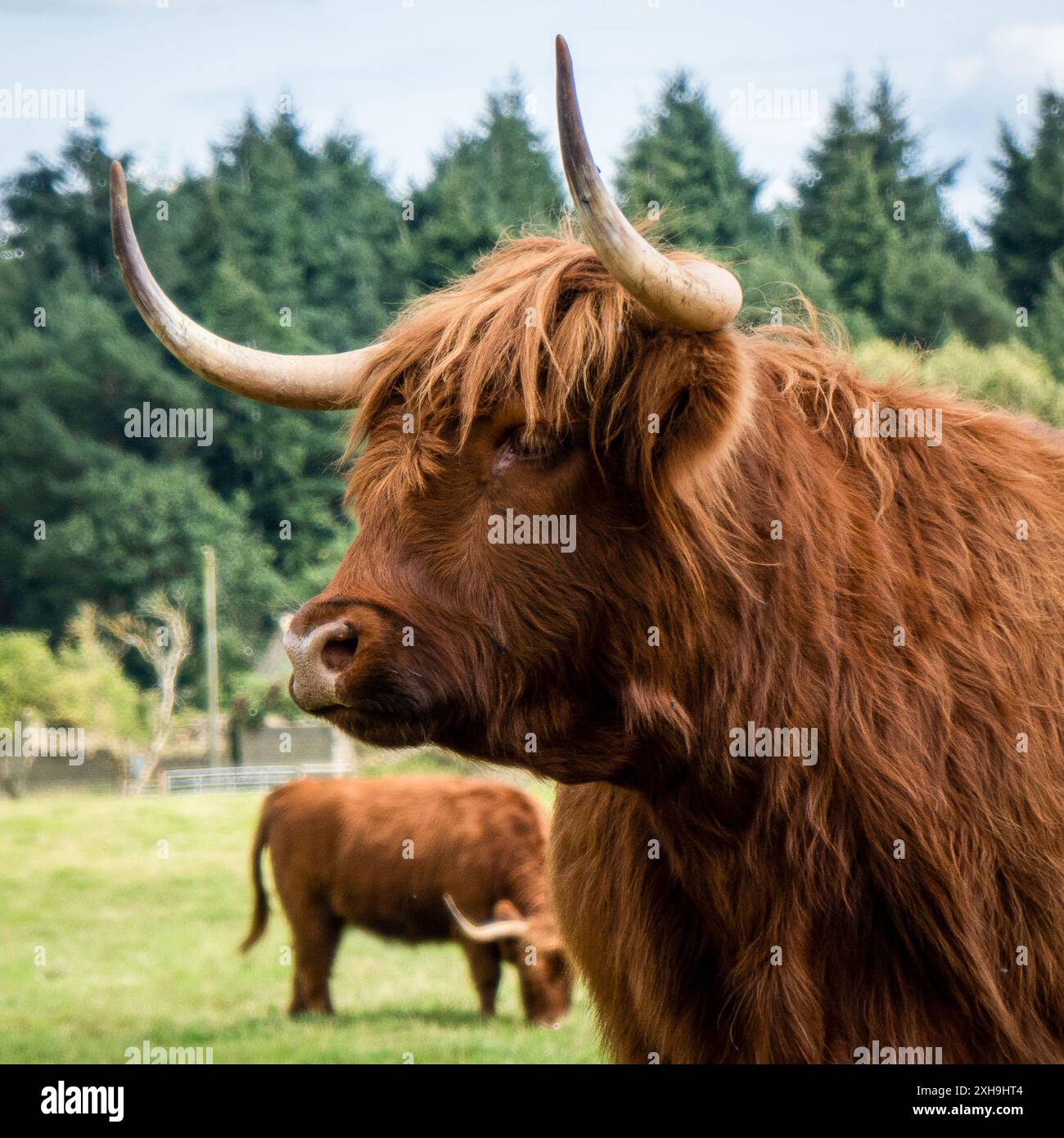 Colready Highland Cows Experience near Farthinghoe in Northamptonshire ...