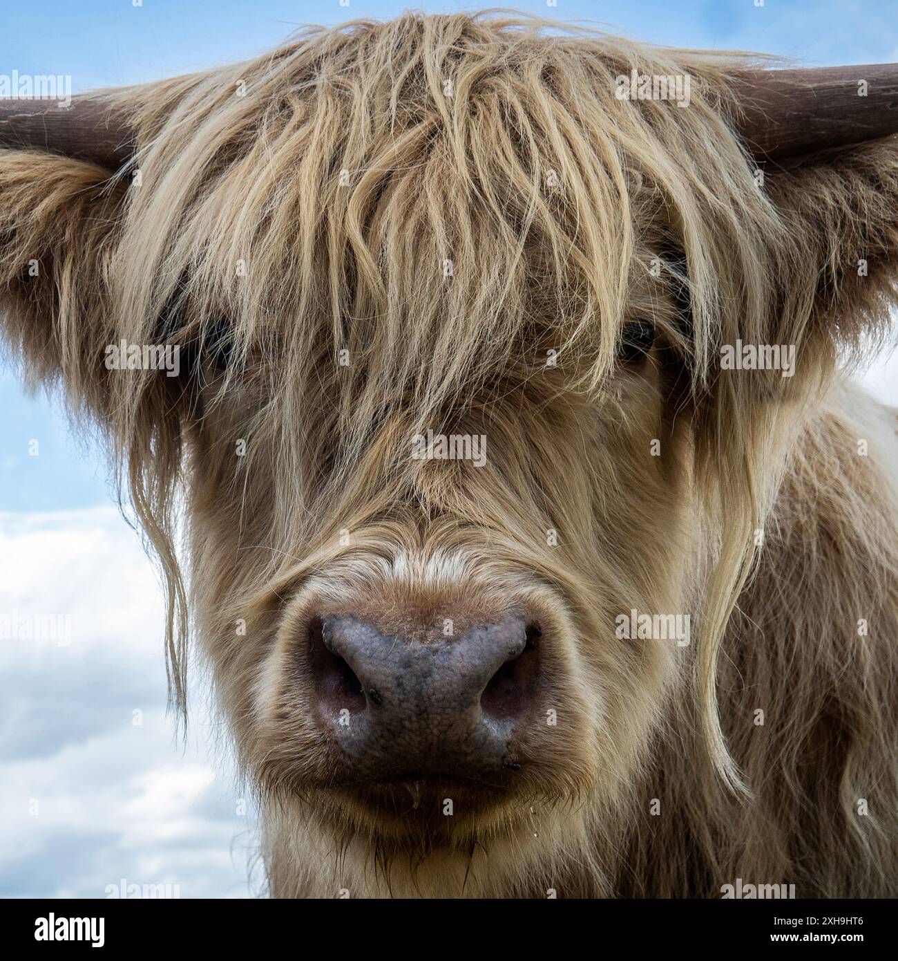 Colready highlands hi-res stock photography and images - Alamy