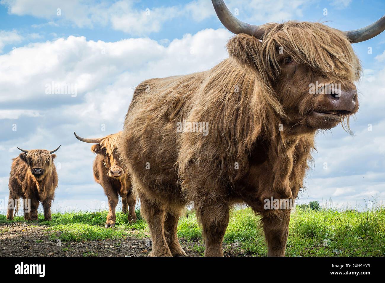 Colready highlands hi-res stock photography and images - Alamy