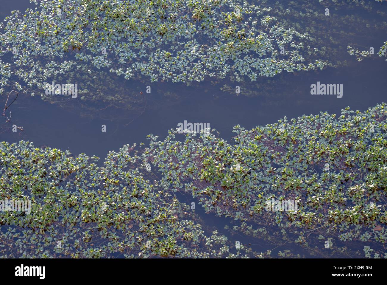 Aquatic plants in river water hi-res stock photography and images - Alamy