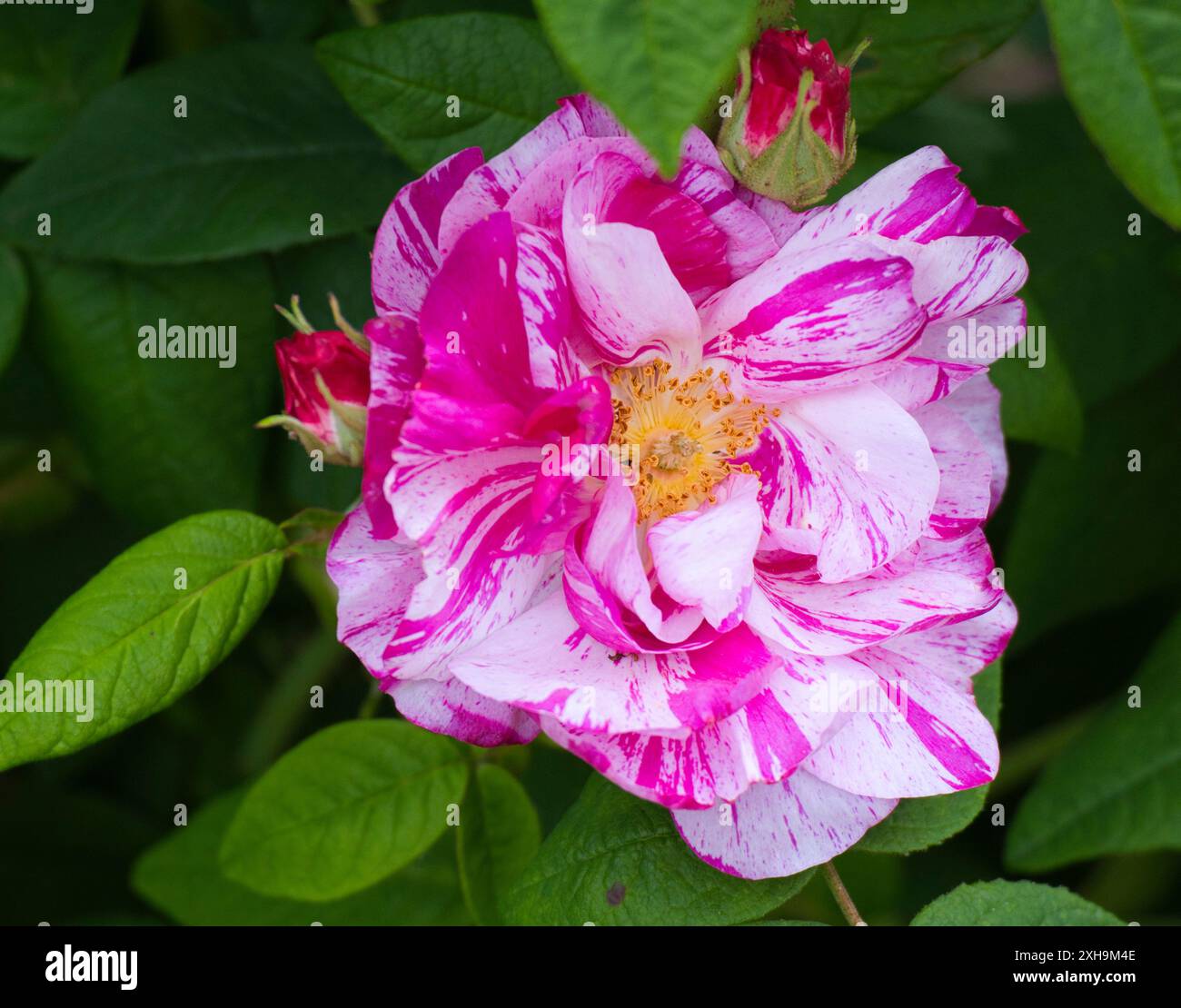 Galllica rose hi-res stock photography and images - Alamy