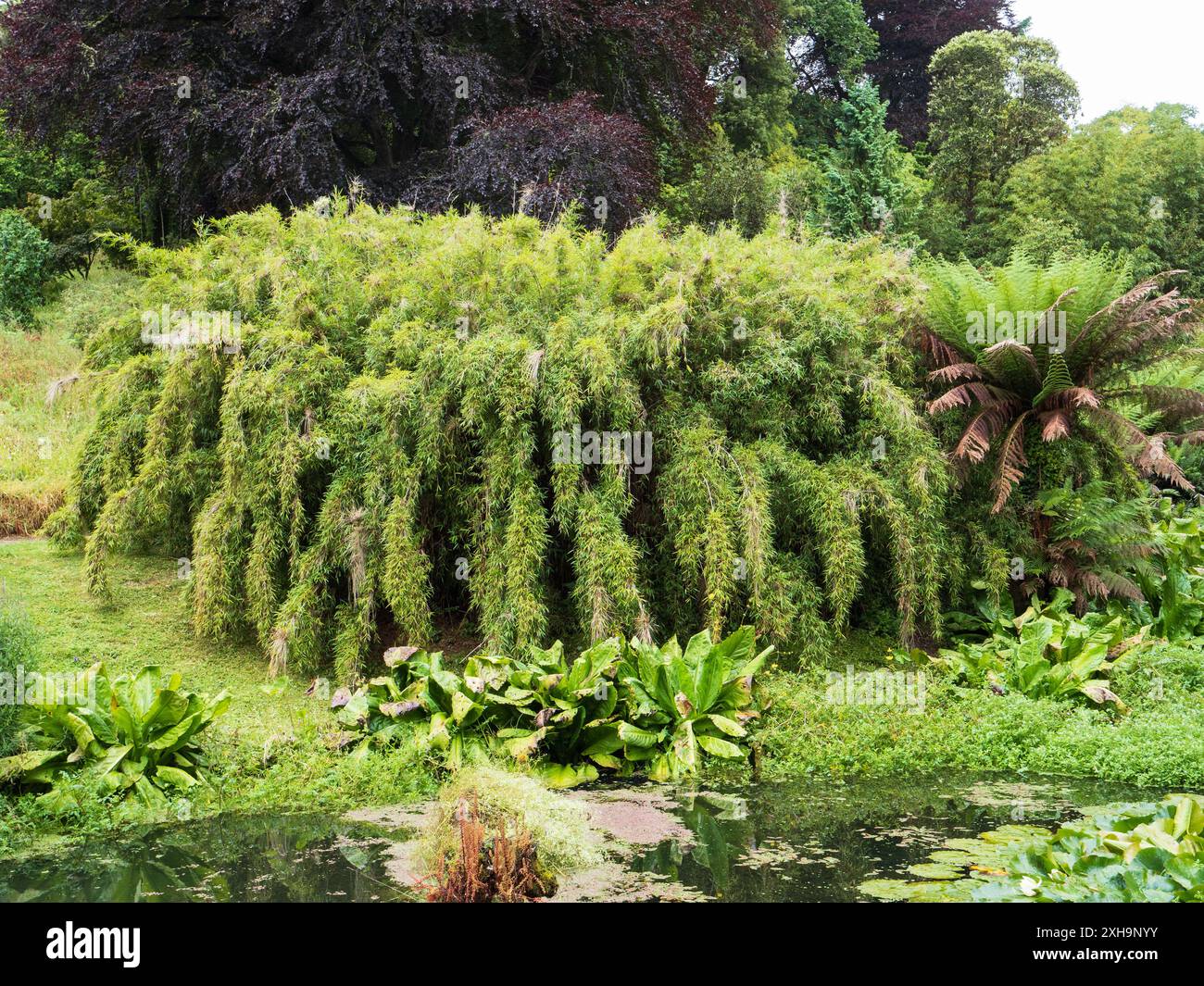 Indian fountain bamboo, Yushania anceps, in the valley garden at Trebah ...