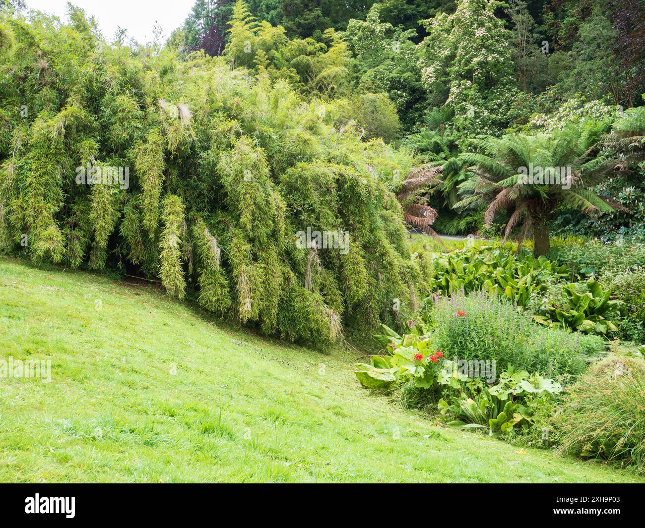 Indian fountain bamboo, Yushania anceps, in the valley garden at Trebah ...