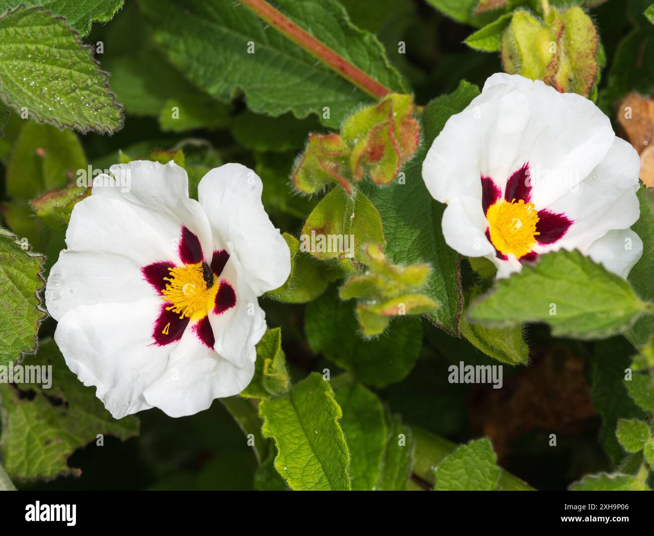 Summer papery white flowers of the evergreen rock rose shrub, Cistus ...