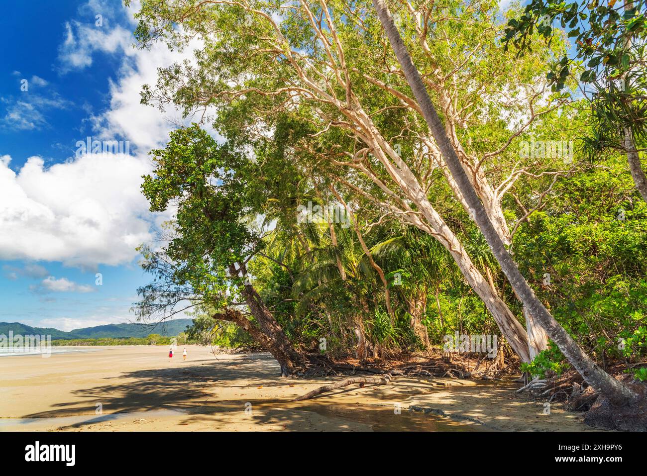 Picturesque tropical golden sandy Thornton Beach in Daintree rainforest ...