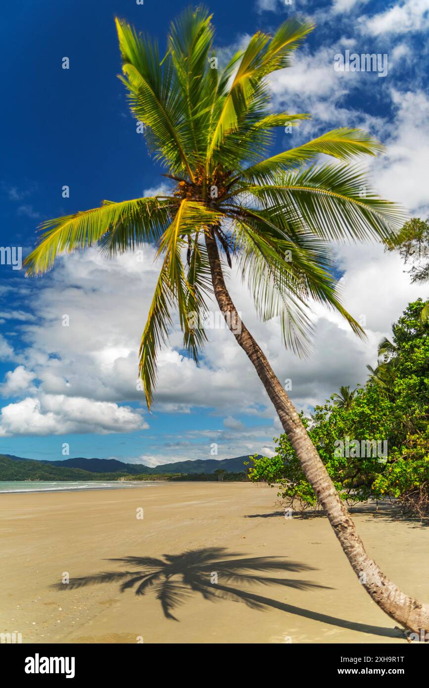 Picturesque tropical golden sandy Thornton Beach in Daintree rainforest ...