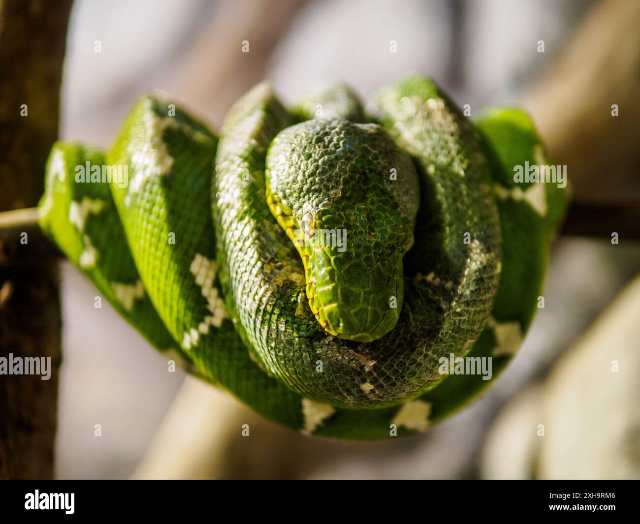 Emerald tree boa on branch hi-res stock photography and images - Alamy