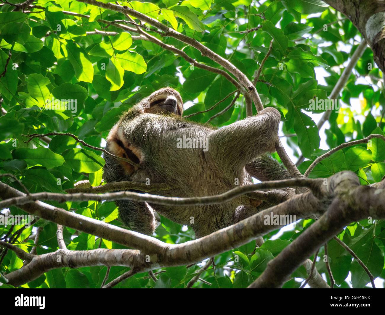 A sloth in the branches Stock Photo - Alamy