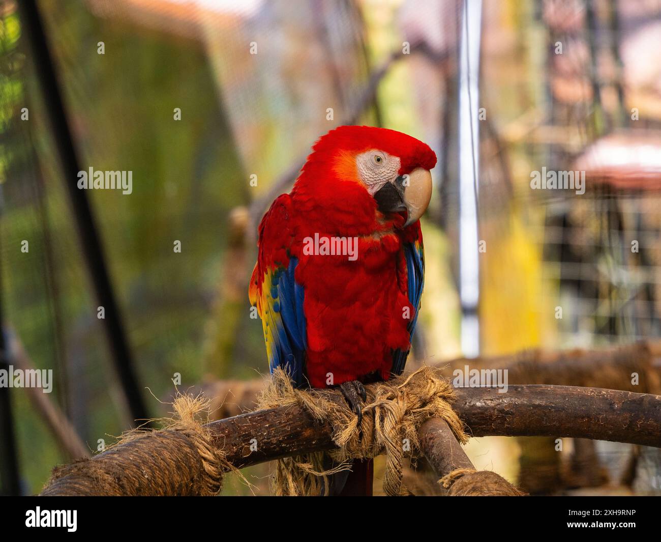 Parrot sitting on cage hi-res stock photography and images - Alamy