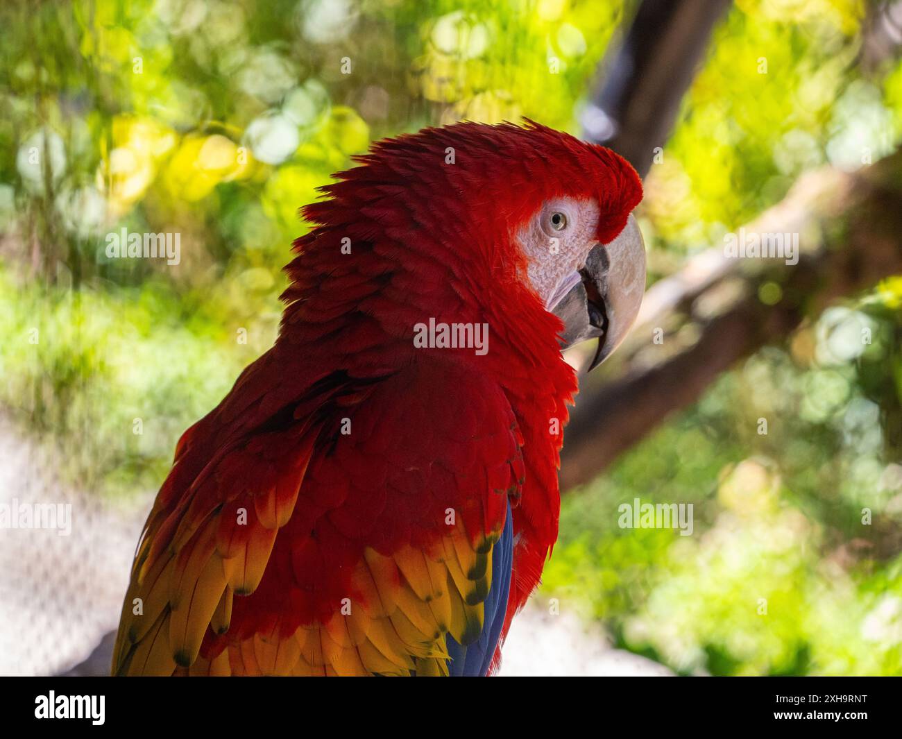 Scarlet macaw sitting on branch hi-res stock photography and images - Alamy