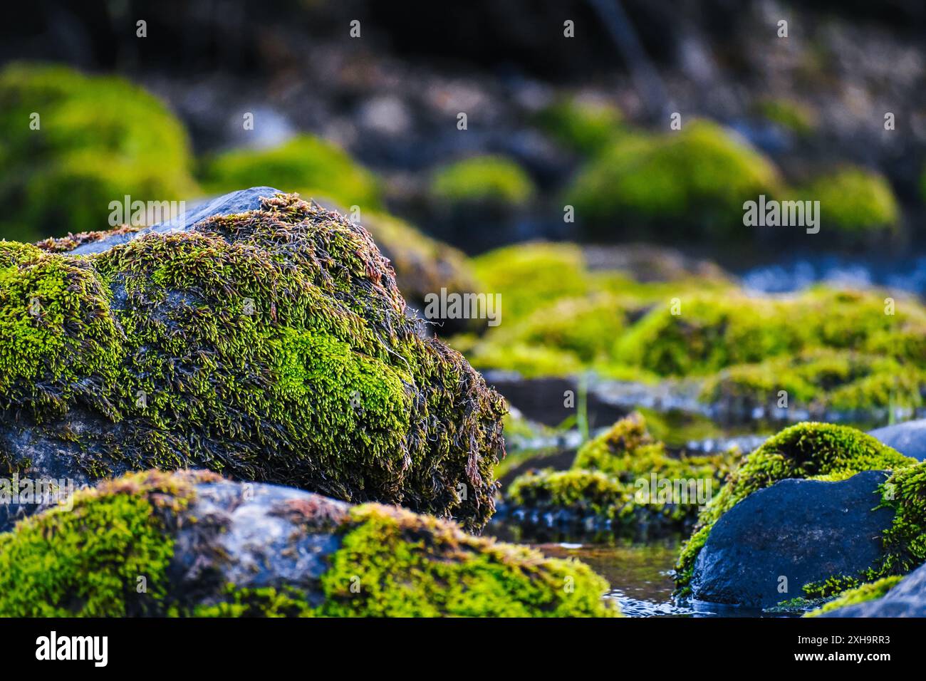 River Rocks with Growing Moss Stock Photo - Alamy