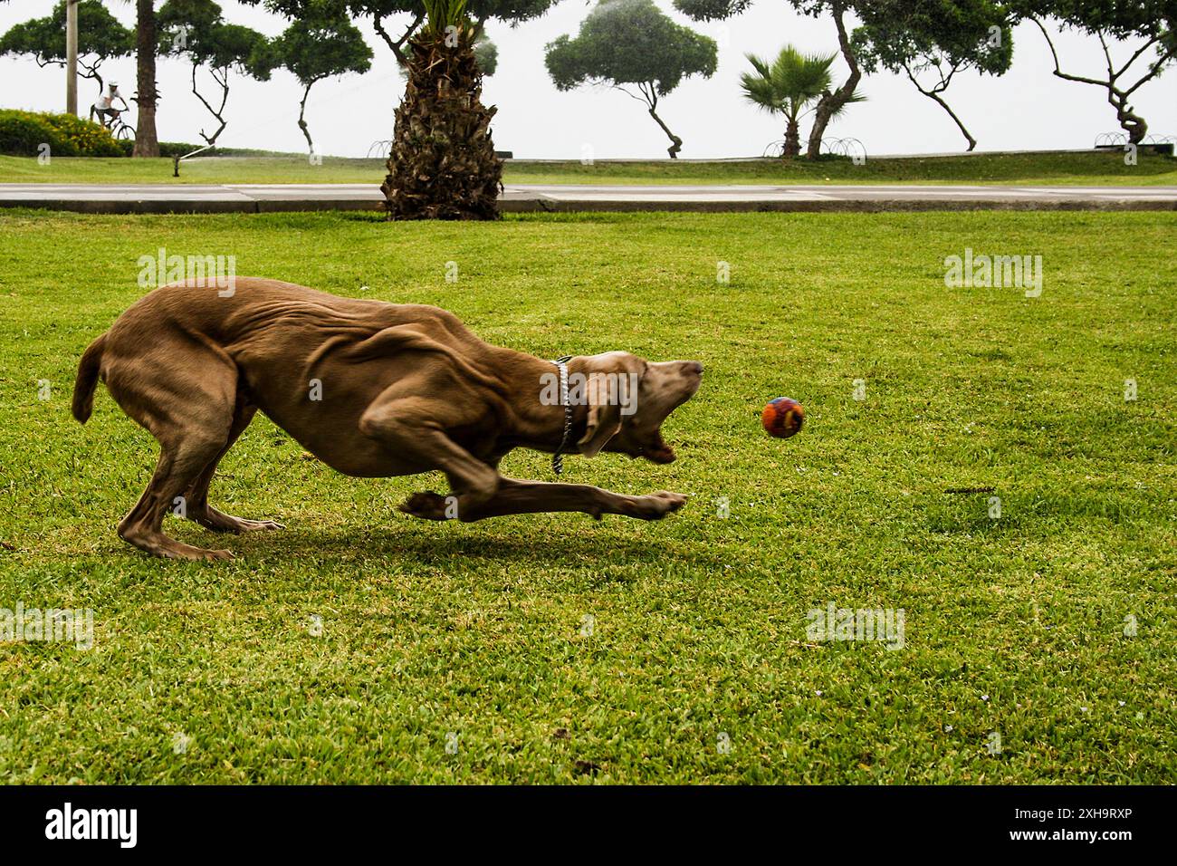 Dog playing with his ball in the park. The movements of the skin and ...