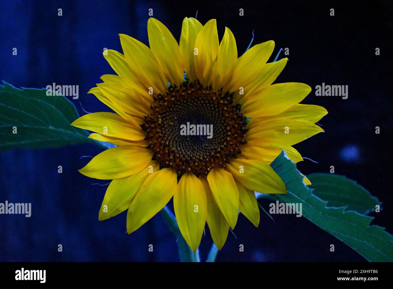 Macro photography sunflower hi-res stock photography and images - Alamy