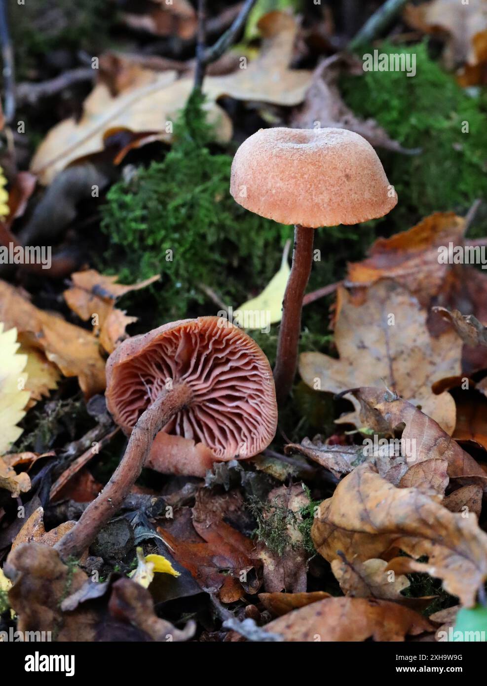 The Deceiver, Laccaria laccata, Hydnangiaceae. A woodland mushroom ...