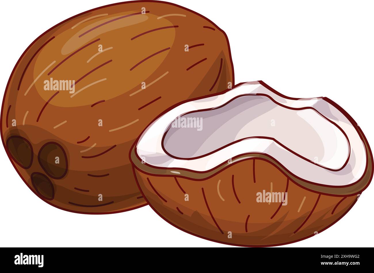 Fresh coconut lying with one half open showing white flesh and brown ...