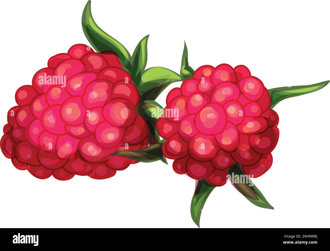 Ripe raspberries growing Stock Vector Images - Alamy