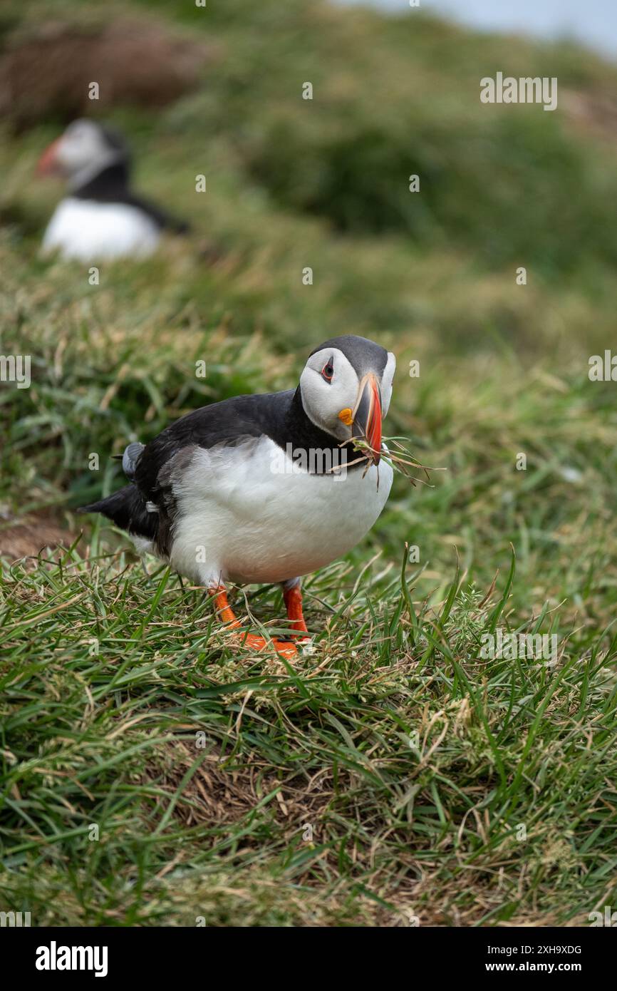 A puffin on grassy terrain holding nesting material in its beak Stock ...