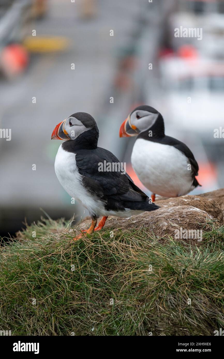 The two Atlantic puffins standing on a grassy cliff with a blurred ...