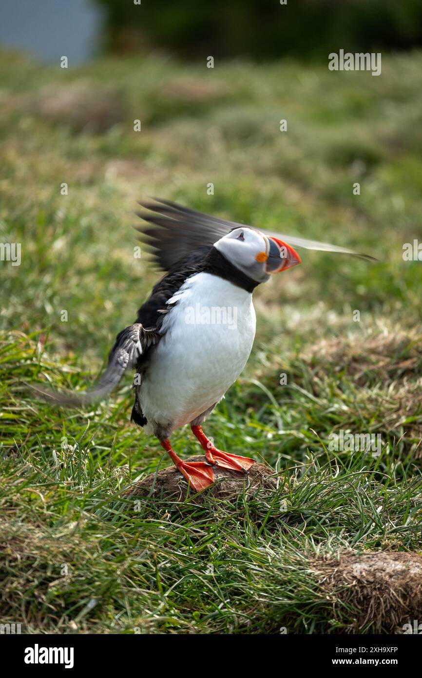 Puffin vibrant beak feet hi-res stock photography and images - Alamy