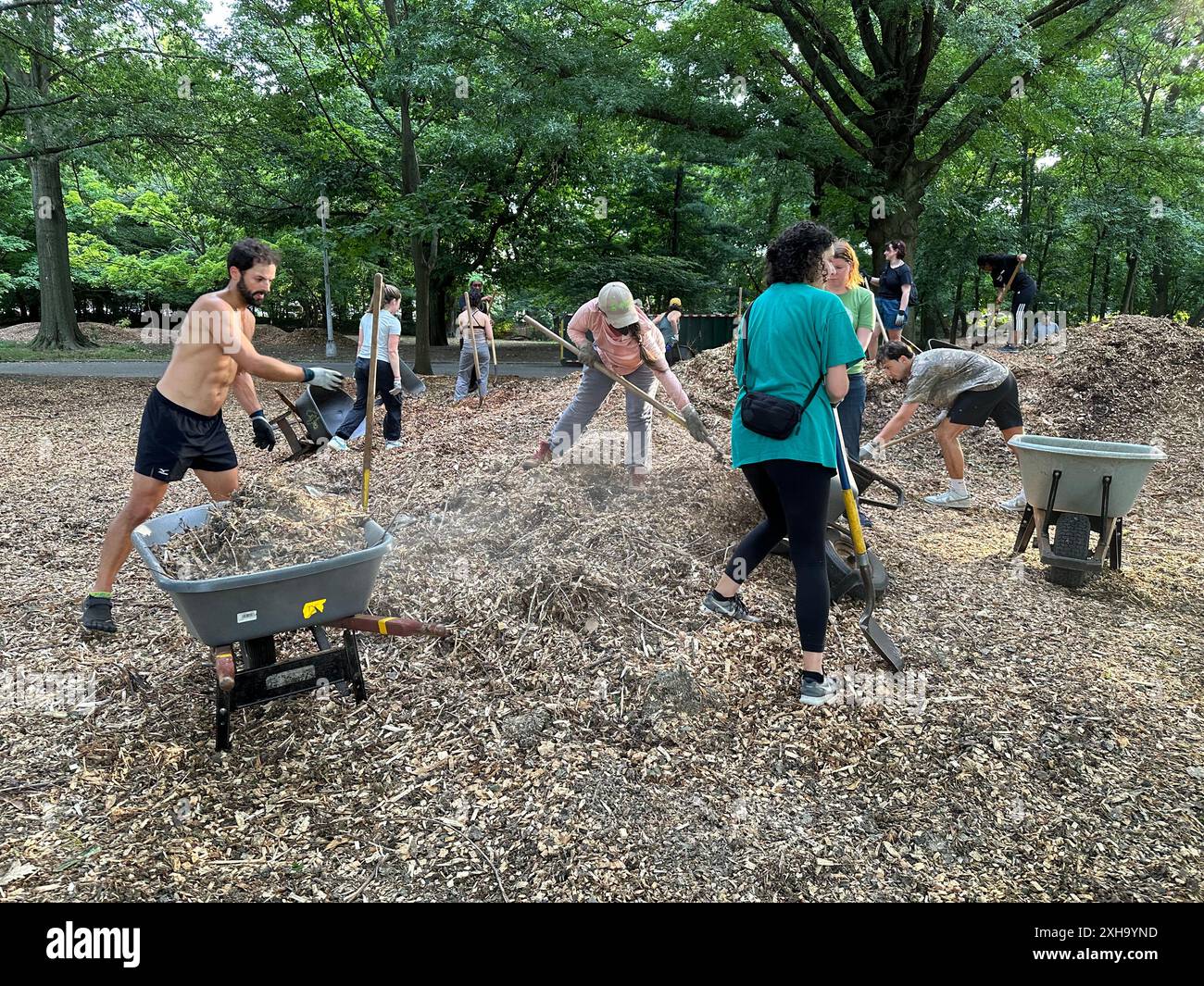 Volunteers redistribute mulch at Prospect Park in Brooklyn, NY. Mulch ...