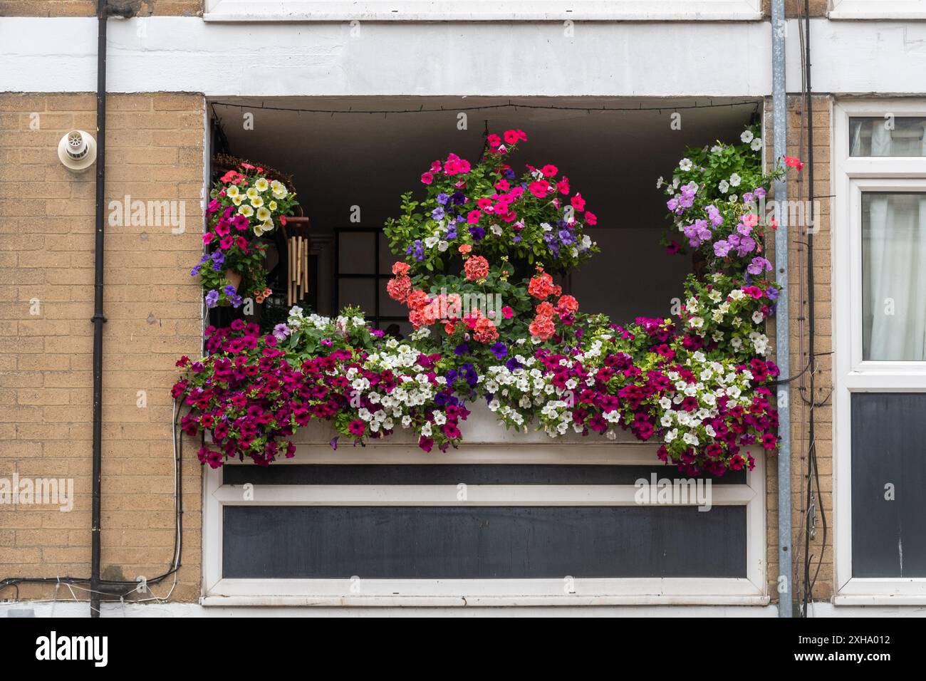 Colourful display of flowers including petunias in hanging baskets ...