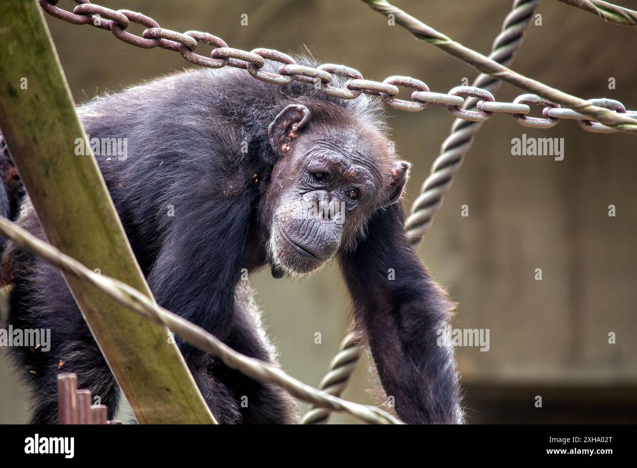 The Chimpanzee, with its expressive face and agile limbs, was spotted ...