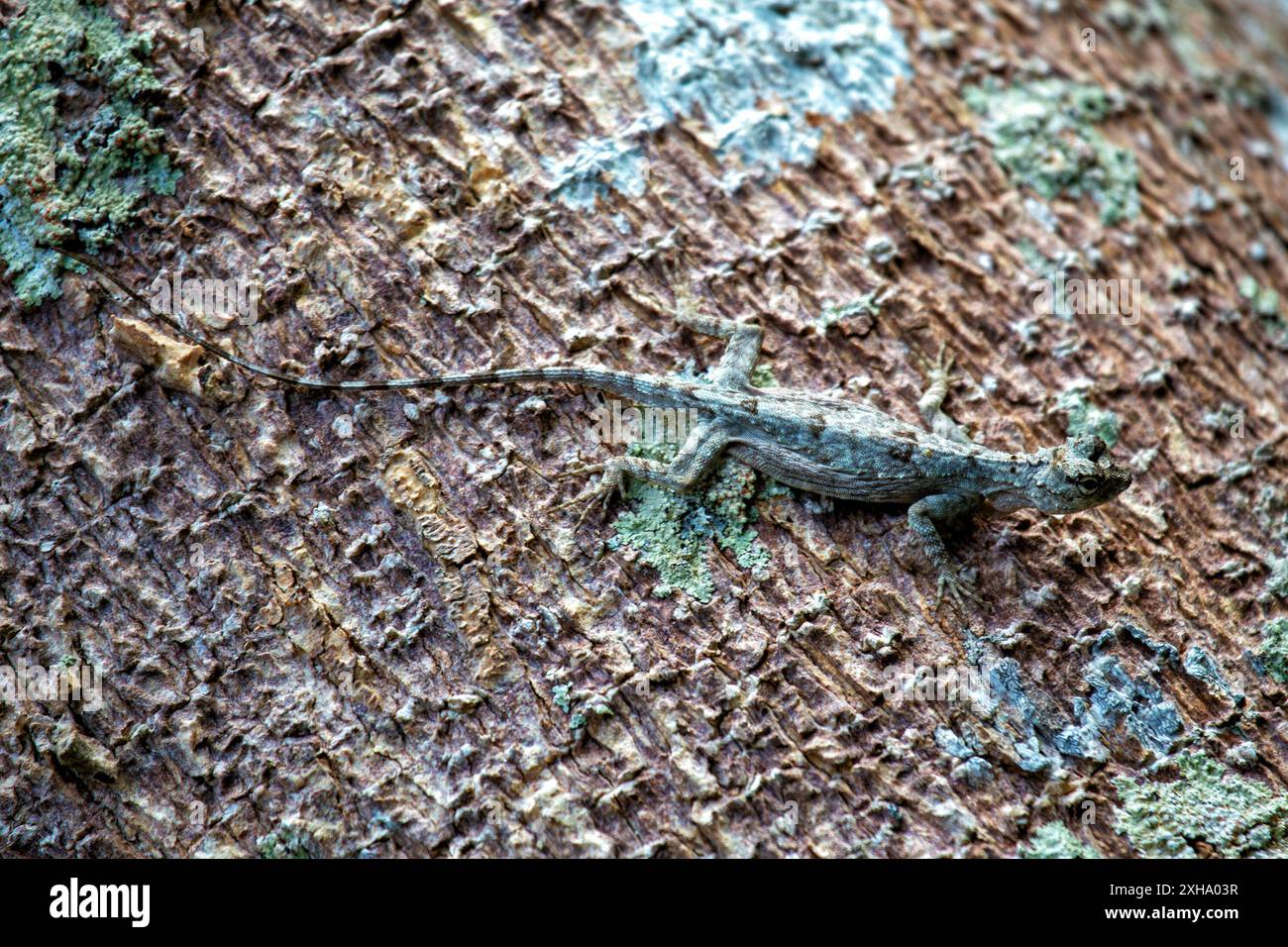 The Common Flying Dragon, with its wing-like flaps and elongated body ...