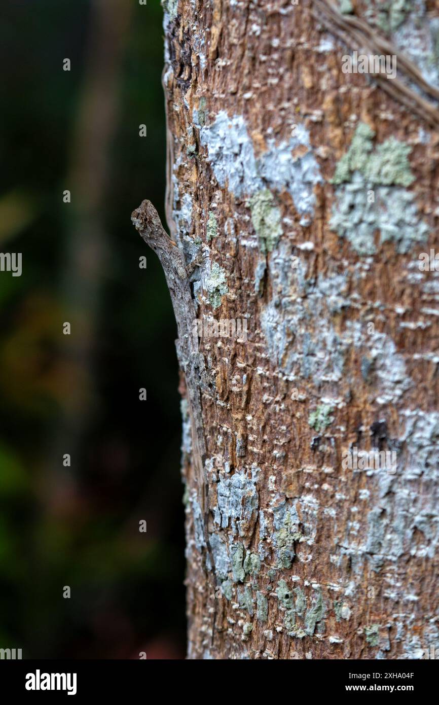 The Common Flying Dragon, with its wing-like flaps and elongated body ...