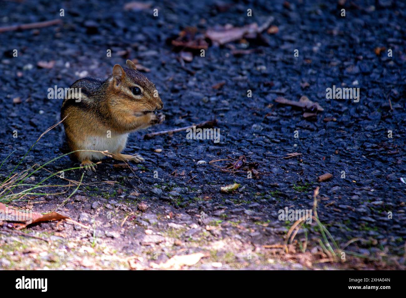 The Eastern Chipmunk, with its distinctive stripes and cheek pouches ...
