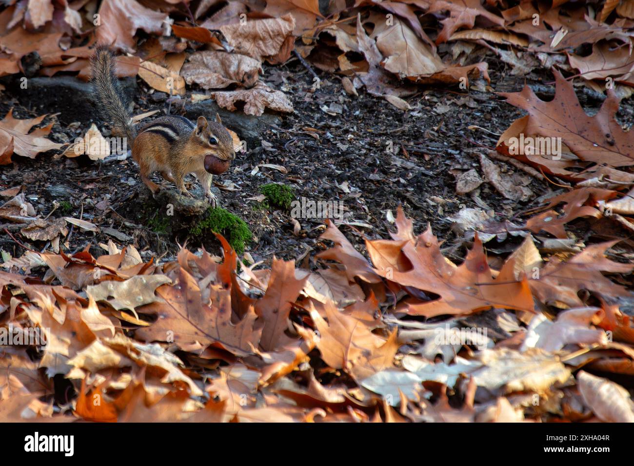 The Eastern Chipmunk, with its distinctive stripes and cheek pouches ...